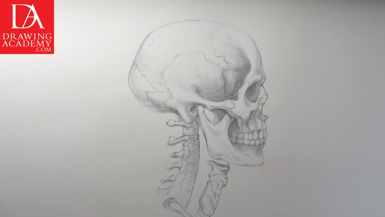 Anatomy In Art Video Lesson Presented In The Drawing Academy Course 