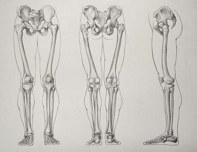 Leg Bones Video Lesson Presented In The Drawing Academy Course Leg Bones Video Lesson Presented In The Drawing Academy Course