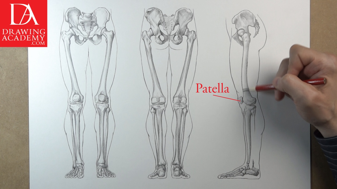Leg Bones Video Lesson Presented In The Drawing Academy Course Leg Bones Video Lesson Presented In The Drawing Academy Course