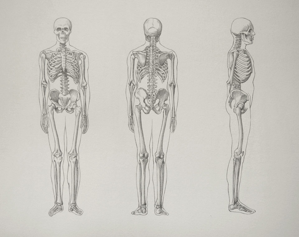Skeleton Bones Video Lesson Presented In The Drawing Academy Course Skeleton Bones Video Lesson Presented In The Drawing Academy Course