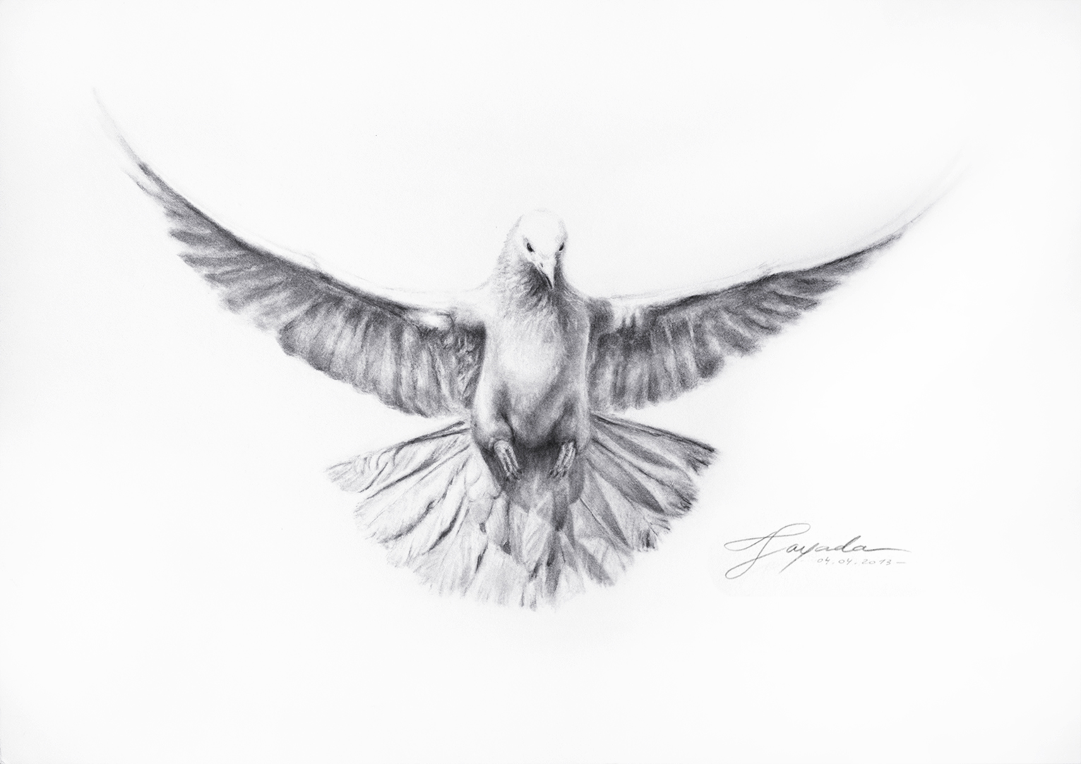 Dove Pencil Drawing Images White Dove ProDrawingClub Pencil Art Drawing